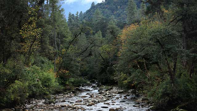 The Healing Ways of Nature | Healing Forest