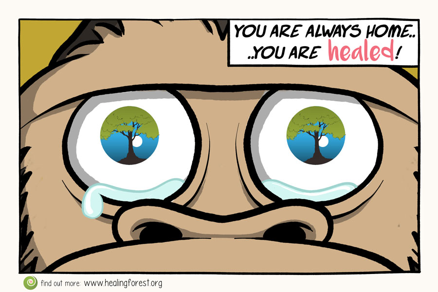 How forests heal people – in 6 pictures | Healing Forest