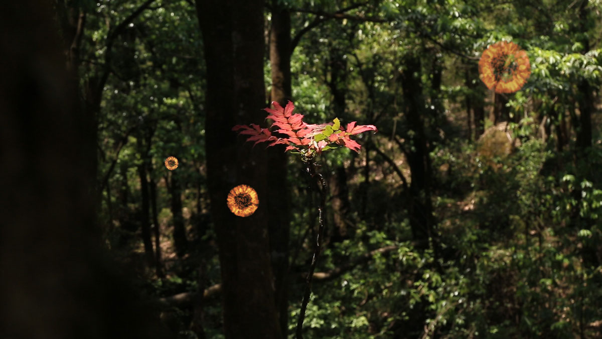 Forest Ways To Sleep Better | Healing Forest