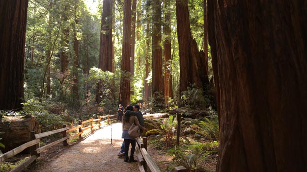 Lessons from Old trees | Healing Forest
