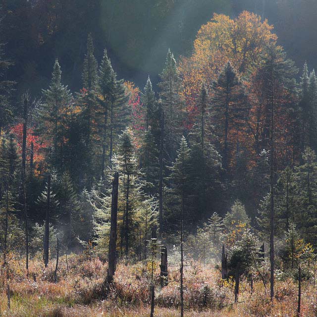 Loneliness and its forest cure | Healing Forest