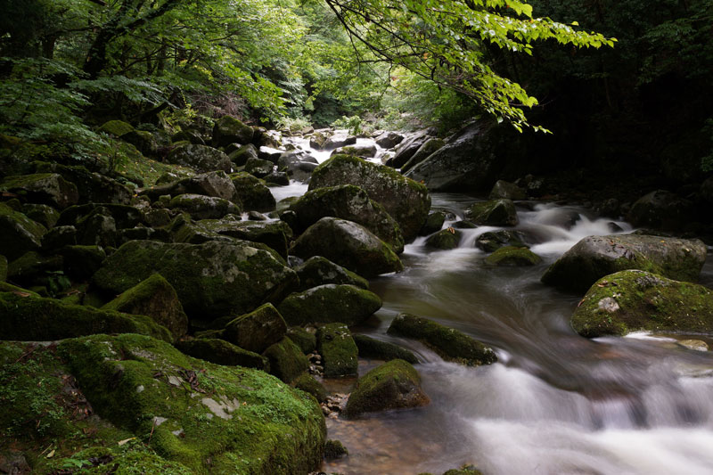 7 Healing Forests from Japan | Healing Forest