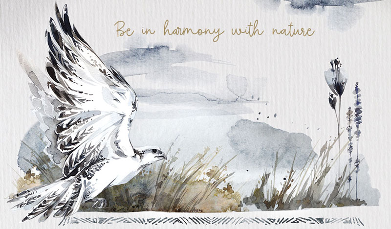 Forest Wisdom from North America | Healing Forest