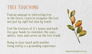 Forest Therapy in Japan and its Possibility for the World | Healing Forest