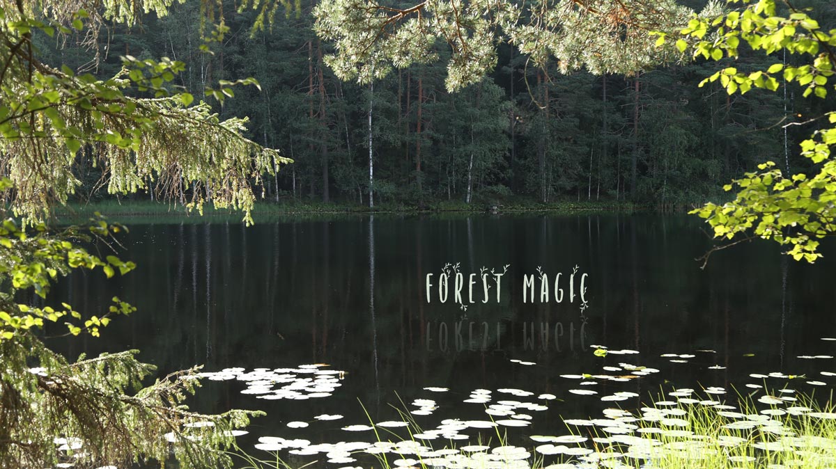 Forest Notes From The Happiest Country In The World | Healing Forest