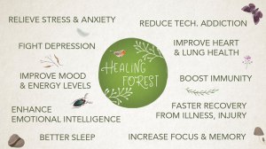 Forest Walks | Healing Forest