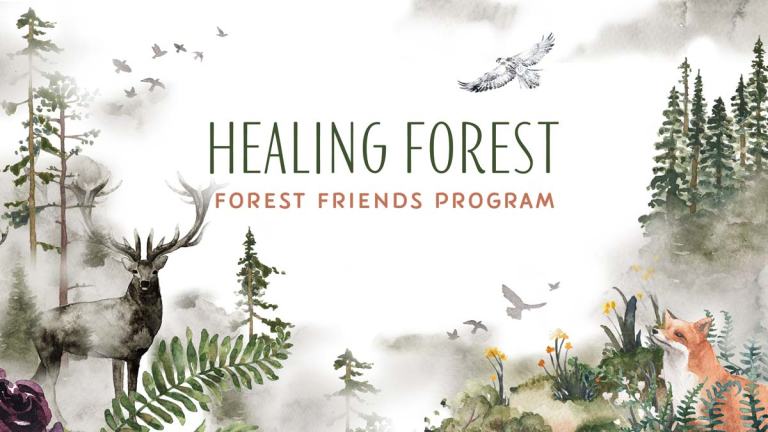 Forest Friends | Healing Forest