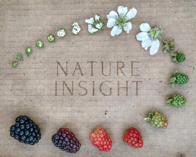 Nature Insight – Wisdom to grow in life | Healing Forest