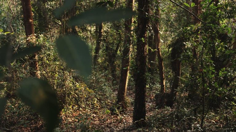 Nature Insight – Wisdom to grow in life | Healing Forest