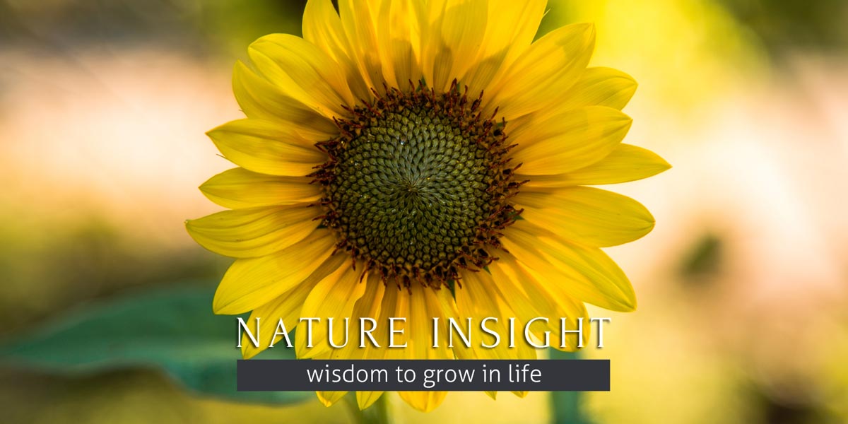 Nature Insight – Wisdom to grow in life | Healing Forest