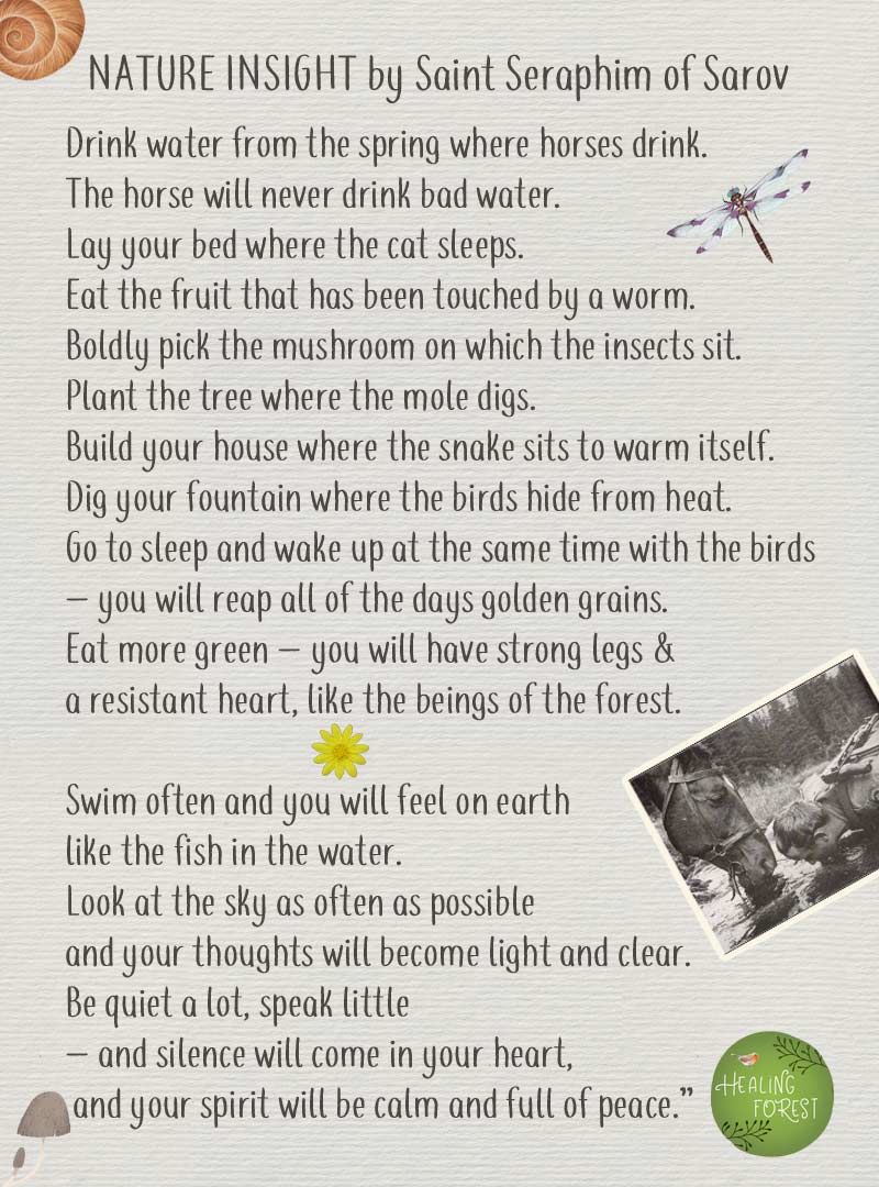 Nature Insight – Wisdom to grow in life | Healing Forest