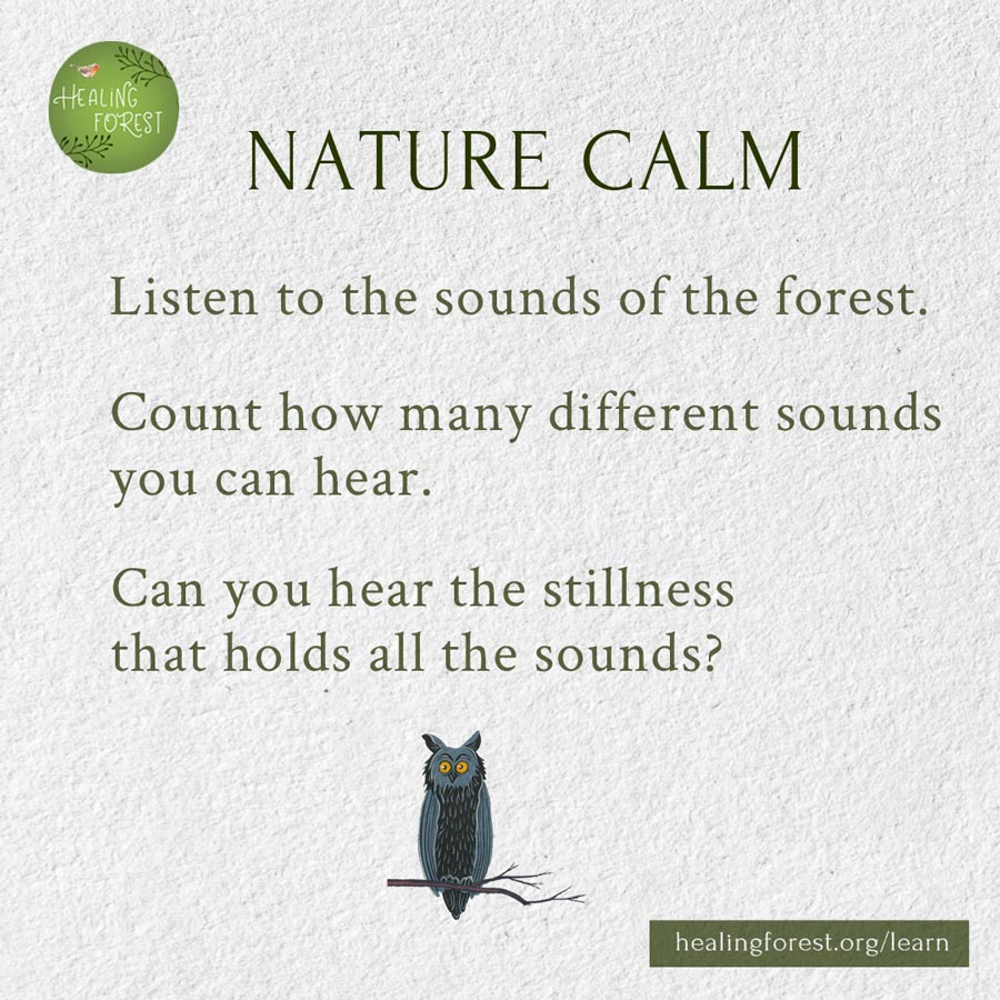 Forest Bathing – What, How, Where? A beginner’s guide | Healing Forest