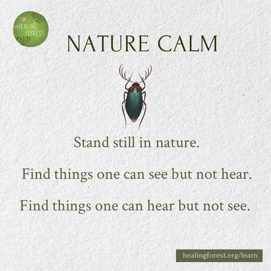 Forest Bathing – What, How, Where? A beginner’s guide | Healing Forest