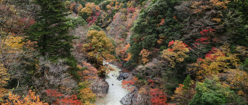 Healing Forest | A Calm, Healthy Life | Wellness with Nature