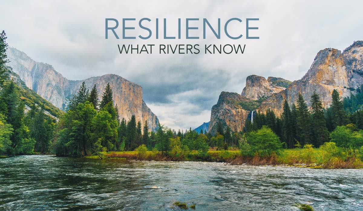 RESILIENCE Examples and Stories | What Rivers Know | Healing Forest