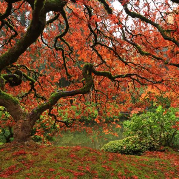 Meditation Garden: Ideas, Elements, Insights | Healing Forest