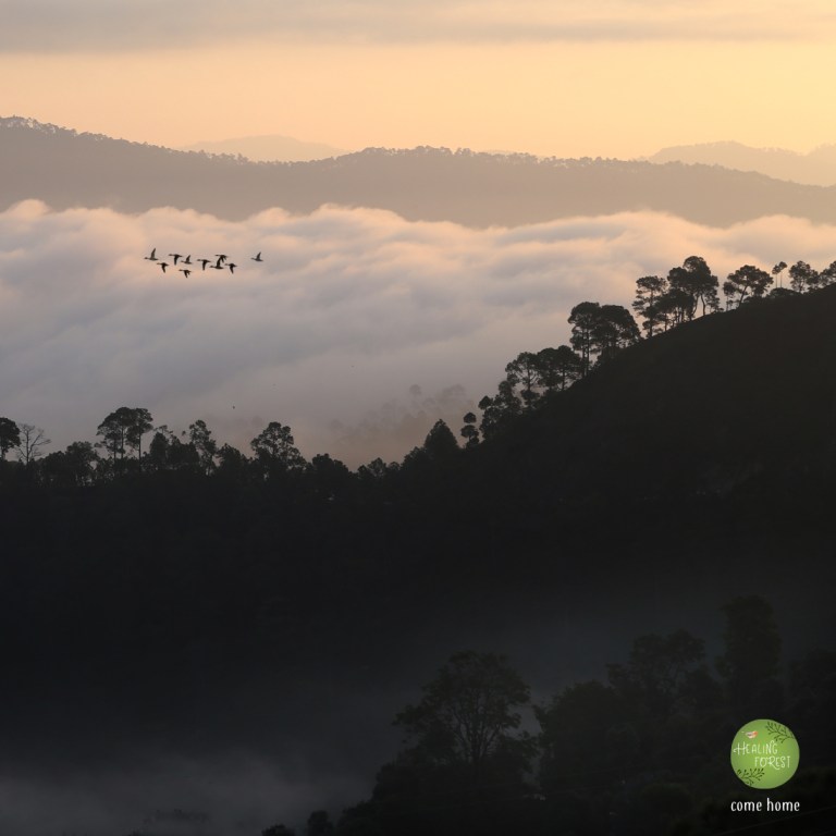 7 Outdoor Mindfulness Activities, Exercises For Groups | Healing Forest