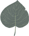 mindfulness-group-activity-leaf | Healing Forest