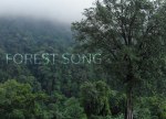 Forest Song | A Gift From The Trees | Healing Forest