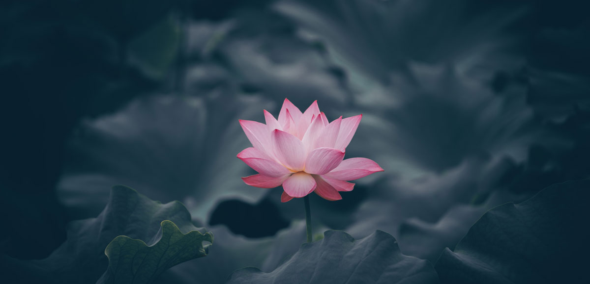 Speak, Write, Listen Better | 7 Tips from Flowers | Healing Forest