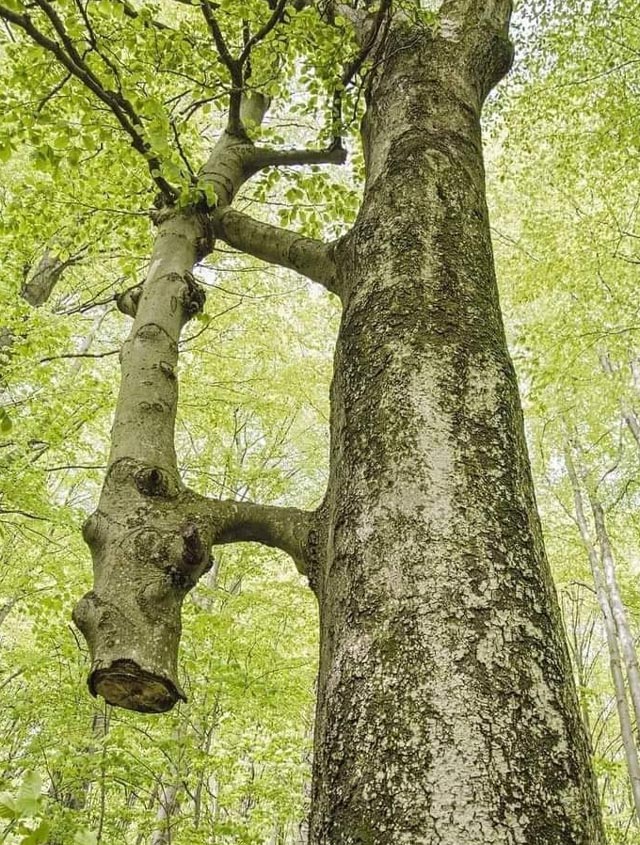 Why Empathy Is Important – And How Nature Can Help | Healing Forest