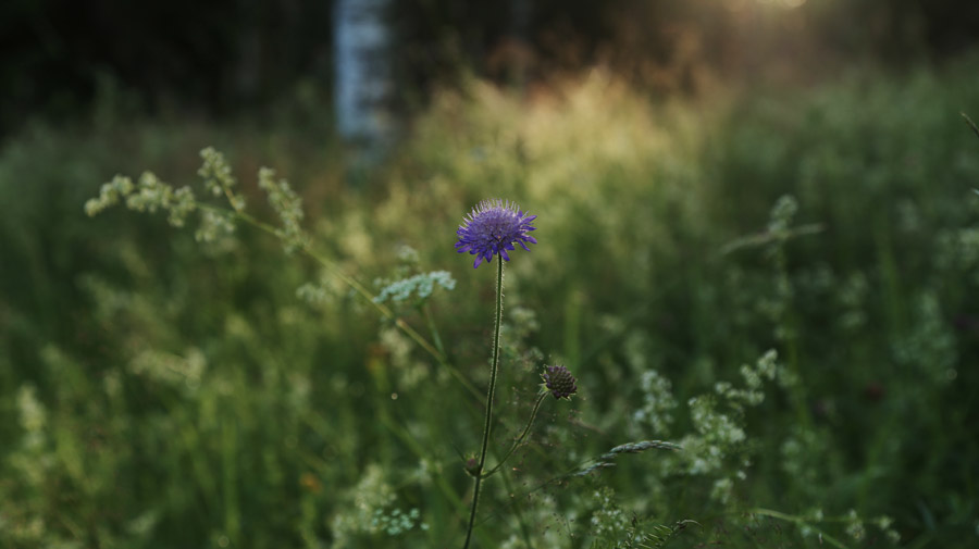 Peace Walk – How to create calm with your camera | Healing Forest
