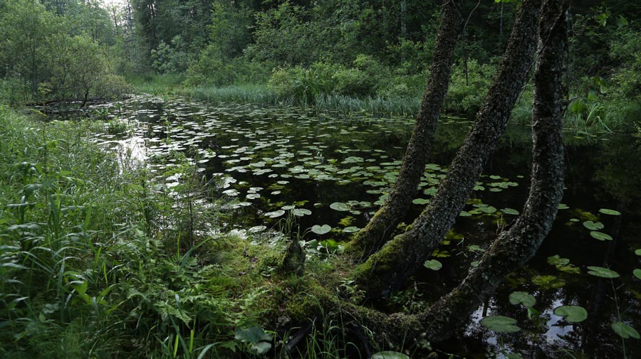 Peace Walk – How to create calm with your camera | Healing Forest