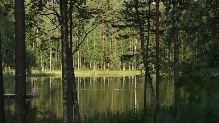 Peace Walk – How to create calm with your camera | Healing Forest