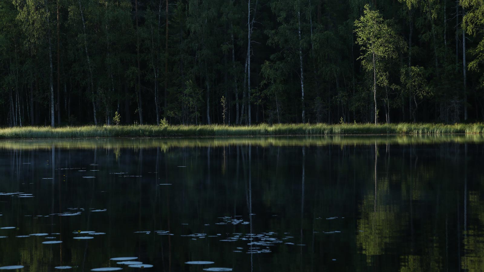 Peace Walk – How to create calm with your camera | Healing Forest