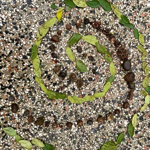 Nature’s Design: 5 Tips For Life’s Decisions | Healing Forest